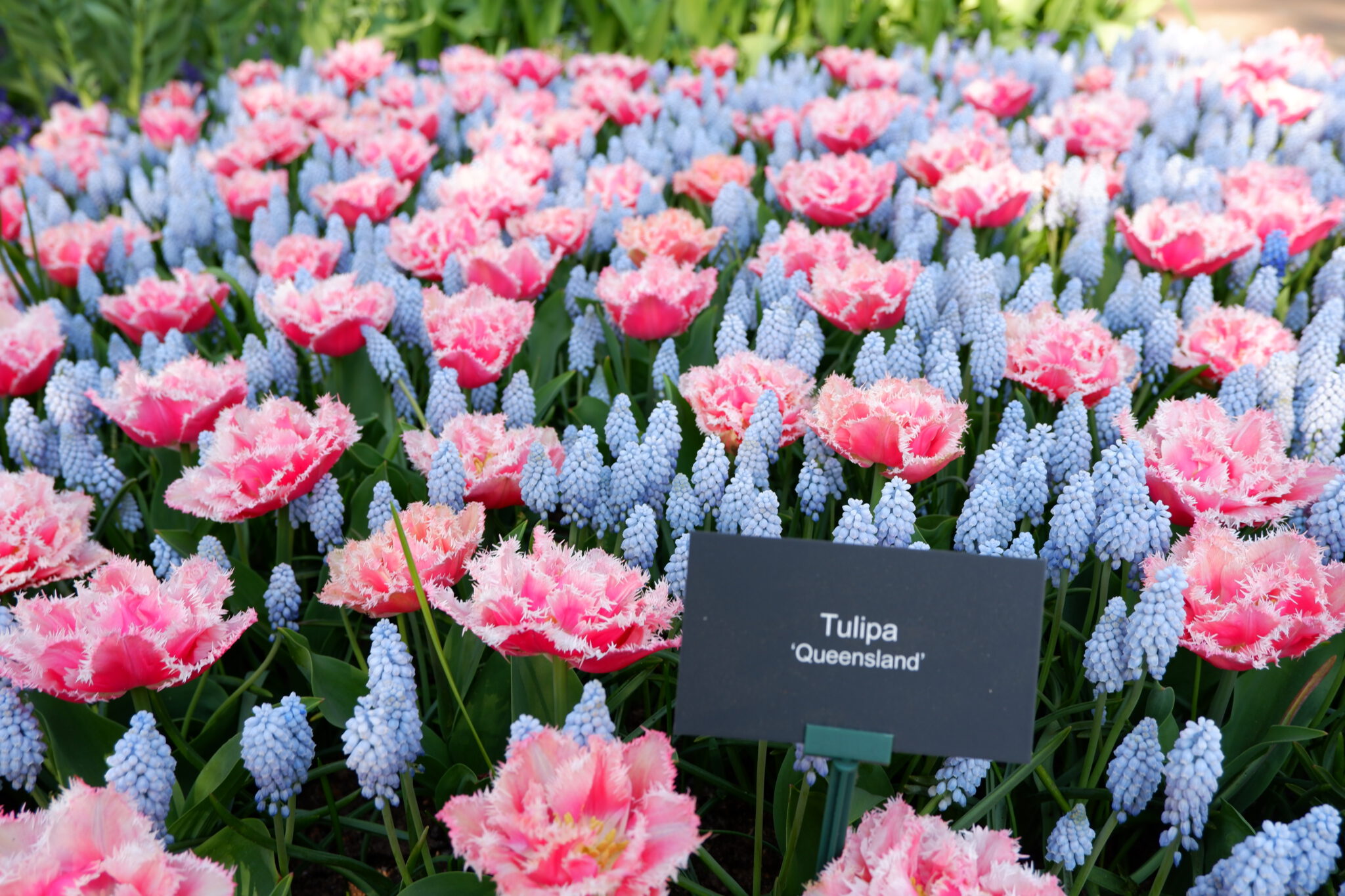 Why is Holland famous for tulips? Guide to Dutch Tulip sightseeing ...
