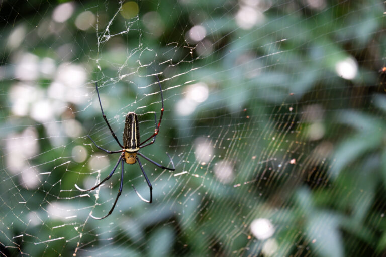 Wild animals in Taiwan – taiwanholland.com