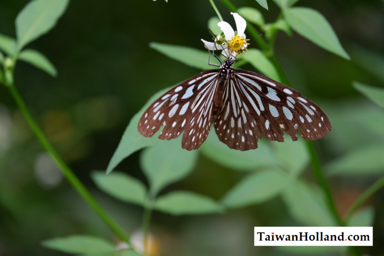 Wild animals in Taiwan – taiwanholland.com