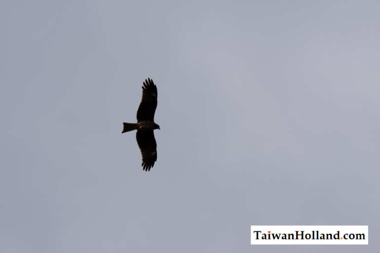 Wild animals in Taiwan – taiwanholland.com