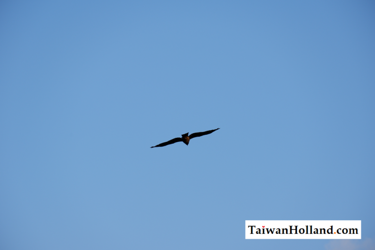 Wild animals in Taiwan – taiwanholland.com