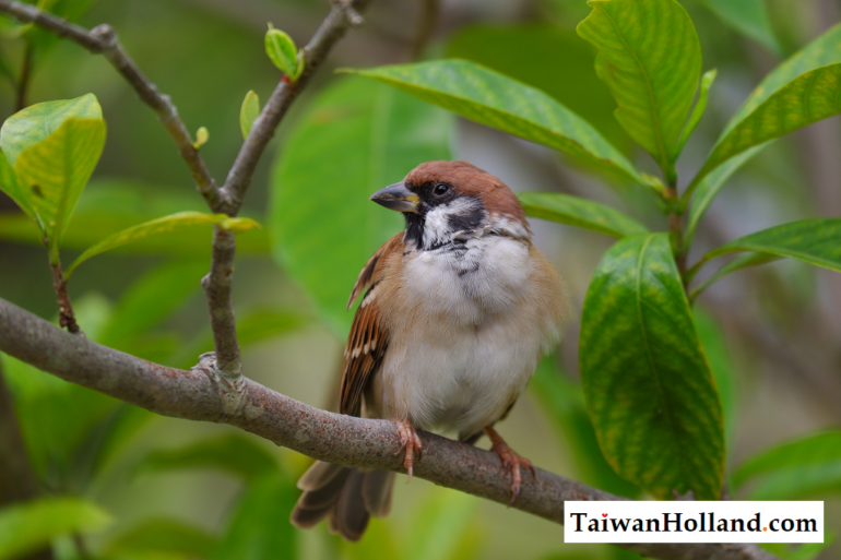Wild animals in Taiwan – taiwanholland.com
