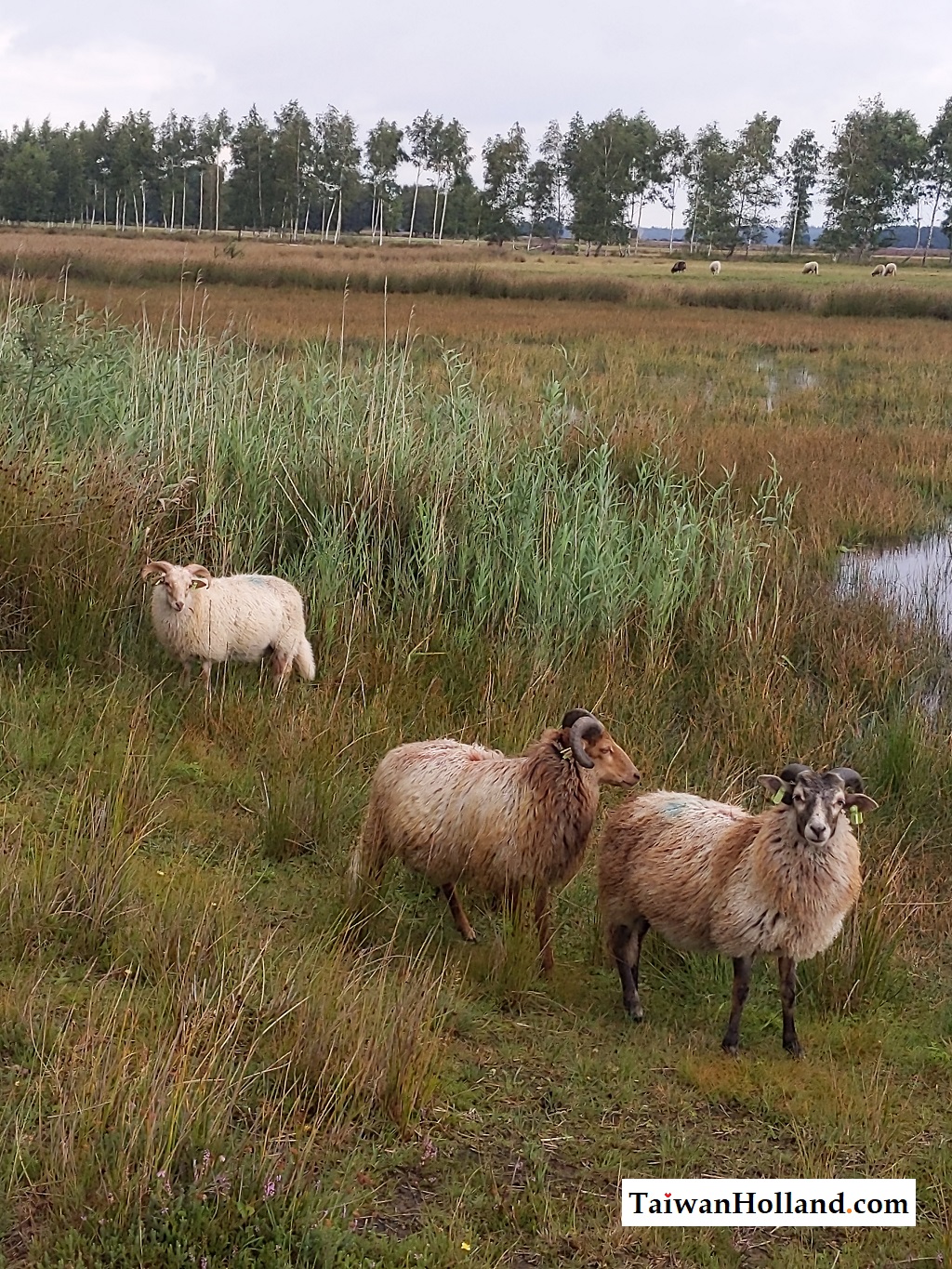 Guide to The Dutch Heide (heather)