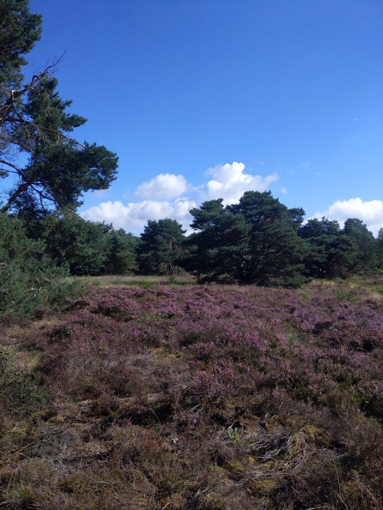 Guide to The Dutch Heide (heather)